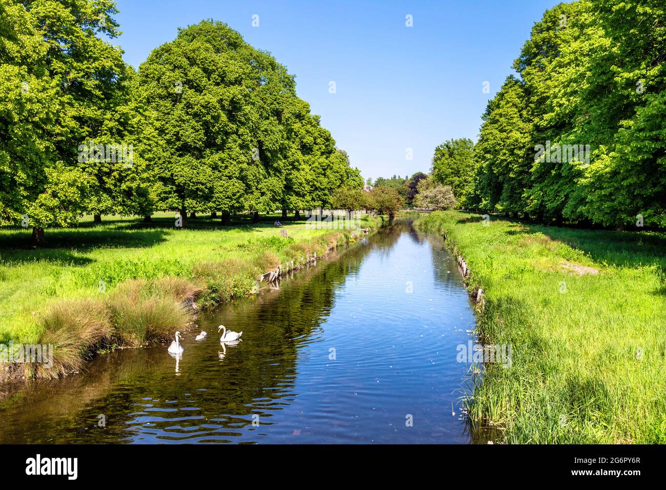 Swans on the Longford River in Bushy Park, London, UK Stock Photo - Alamy