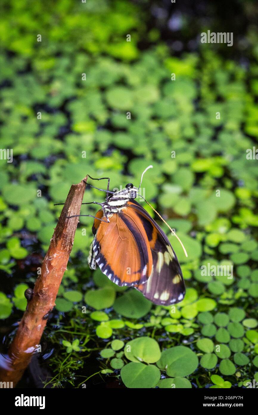 Close-Up of Golden Longwing (Heliconius Hecale) Butterfly Sitting on a ...