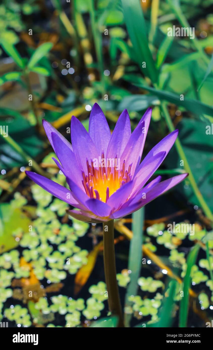 Close up purple lotus or water lily flower blooming against with ...