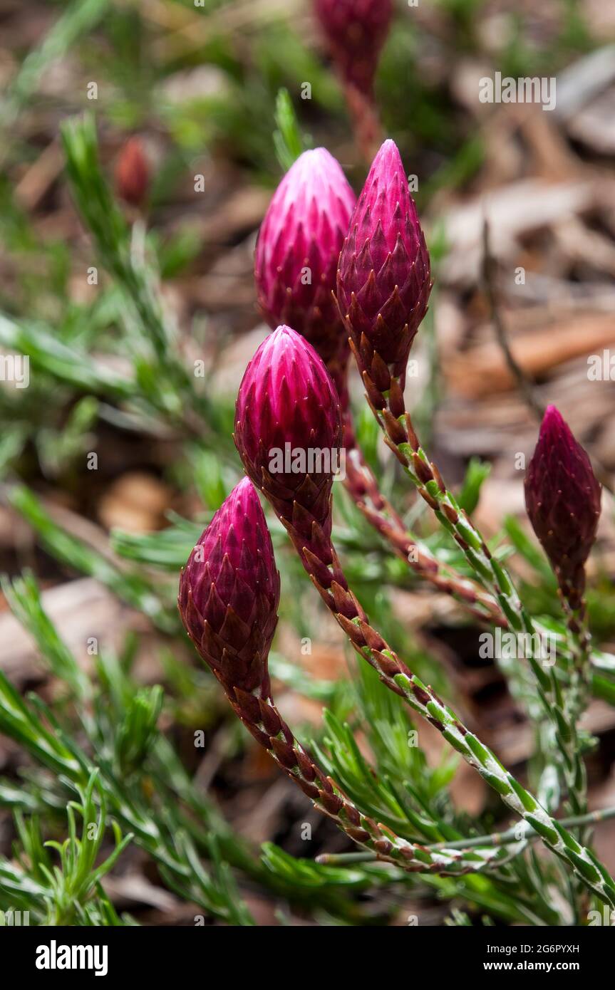 Sydney Australia, flower buds of an edmondia pinifolia plant Stock ...