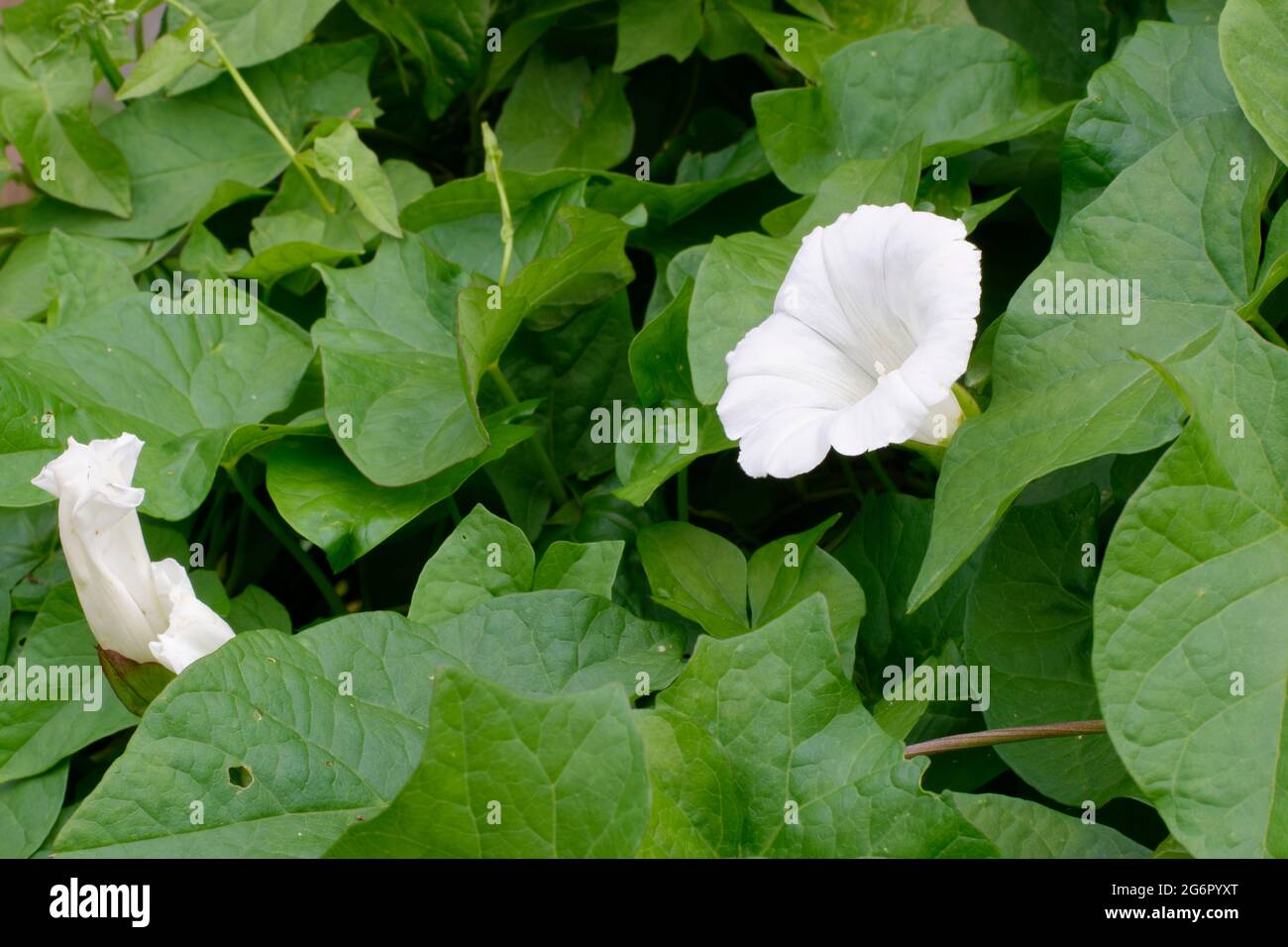 Hedge bindweed calystegia sepium flower hi-res stock photography and ...
