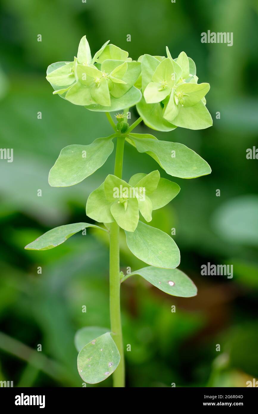 Petty Spurge - Euphorbia peplus, a common Garden Weed Stock Photo - Alamy