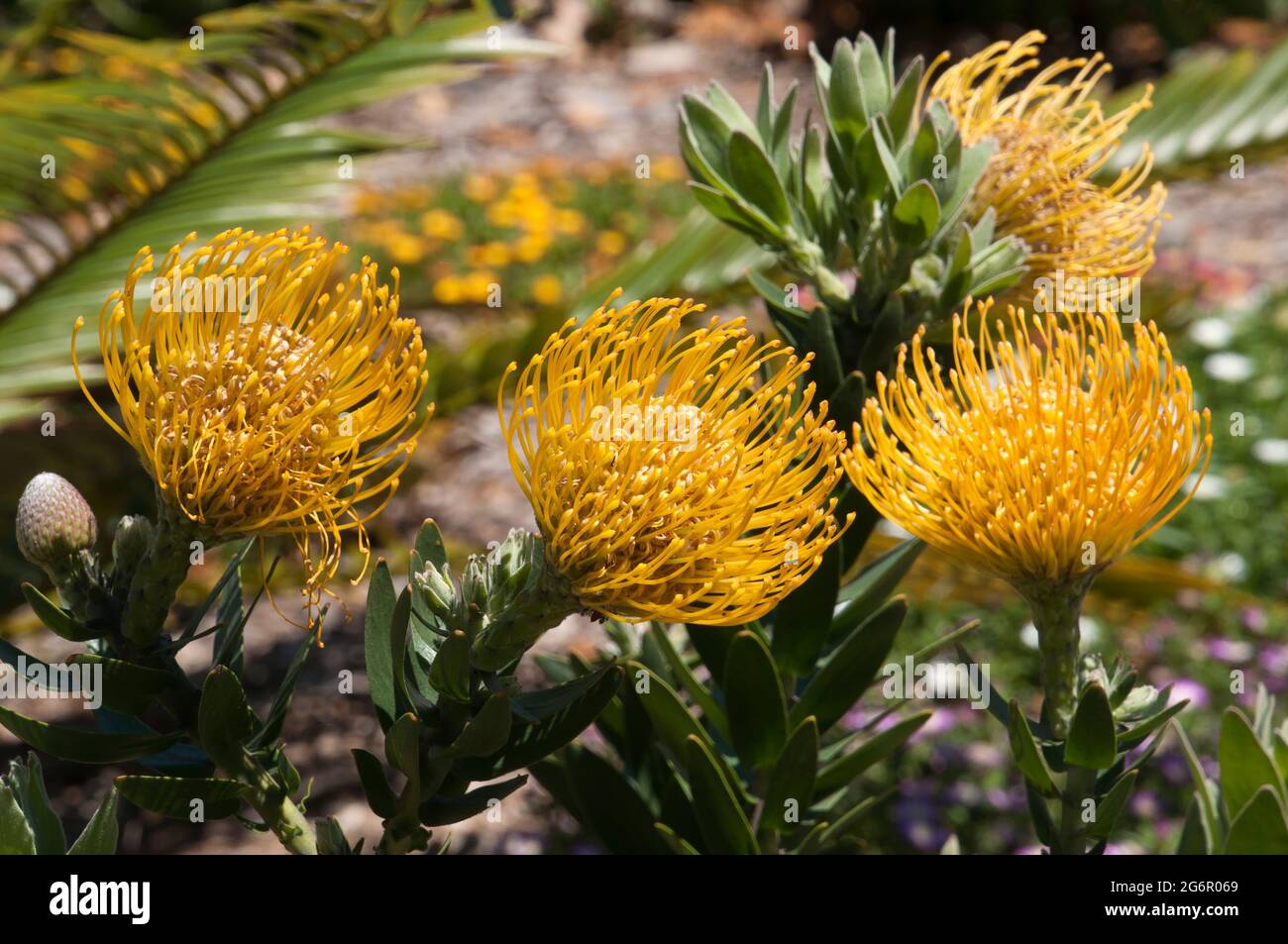 Leucospermum carnival yellow hi-res stock photography and images - Alamy