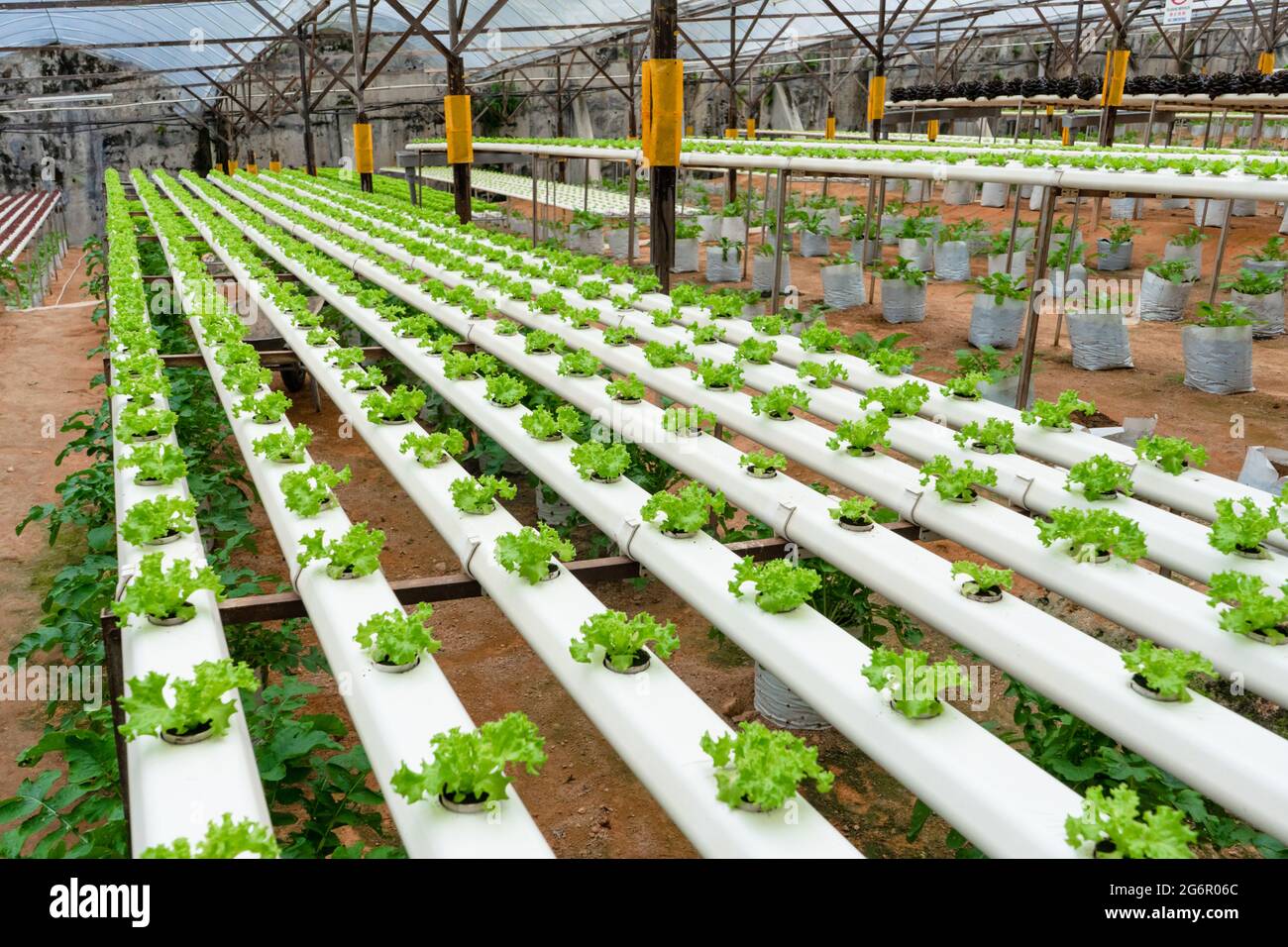 Modern greenhouse for growing salads with irrigation system. Industrial ...