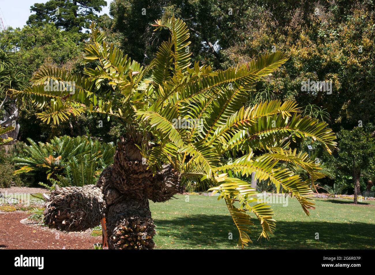 Sydney Australia, encephalartos altensteinii, known as an eastern cape ...
