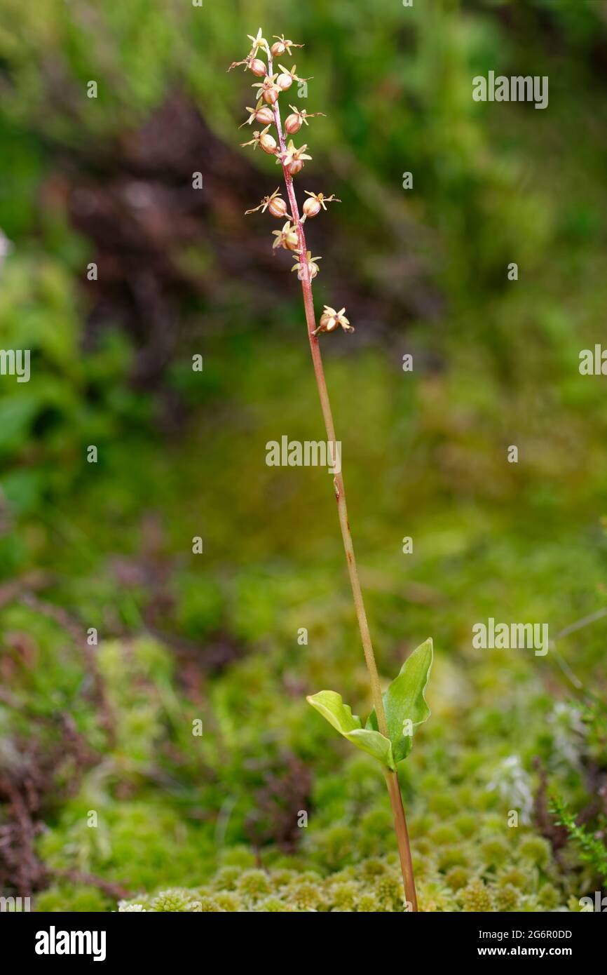 Lesser twayblade neottia cordata hi-res stock photography and images ...