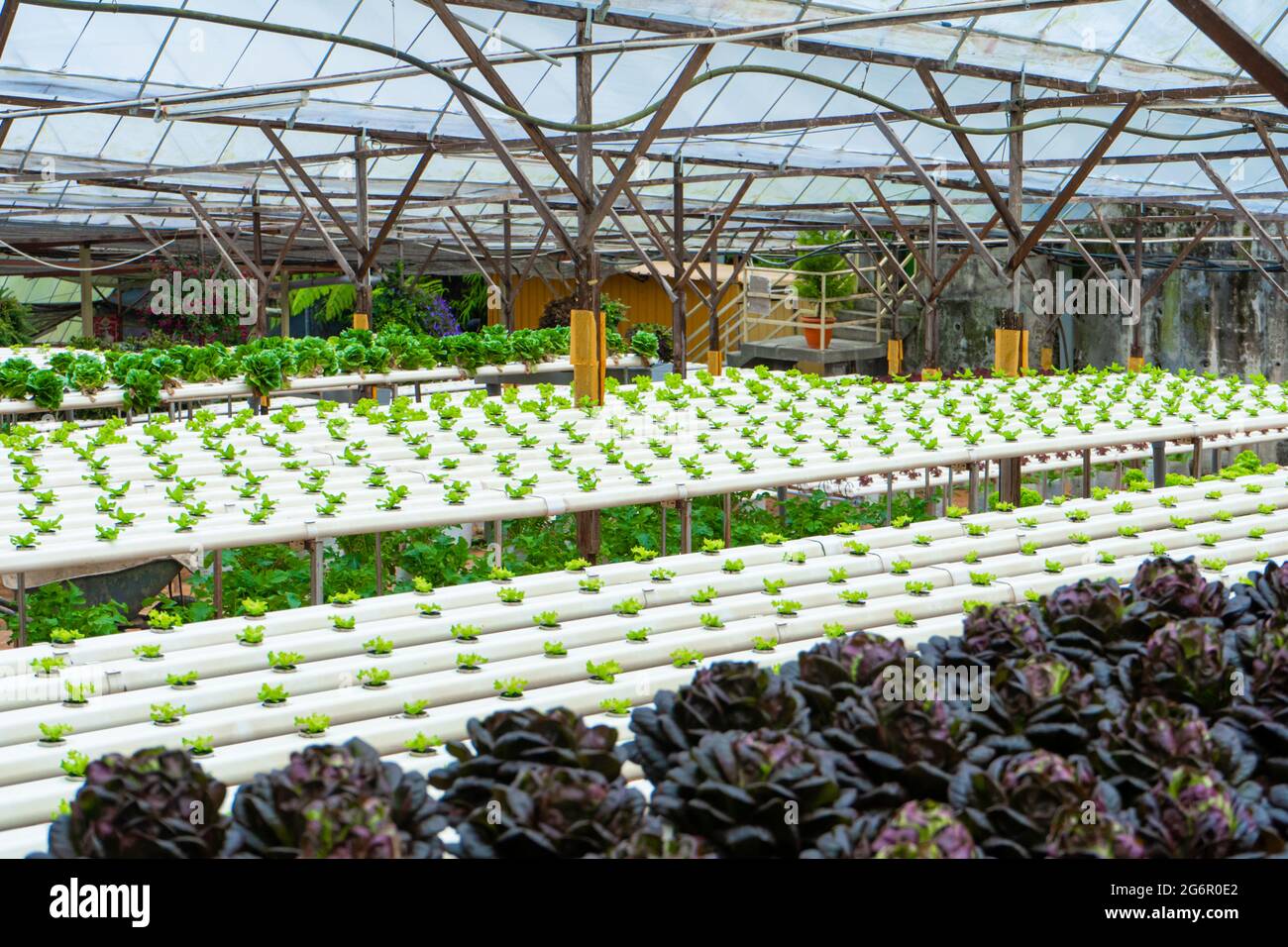 Modern greenhouse for growing salads with irrigation system. Industrial ...