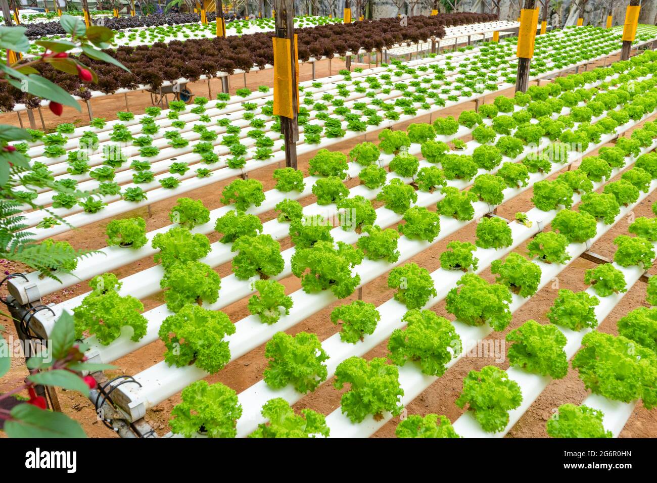 Modern greenhouse for growing salads with irrigation system. Industrial ...