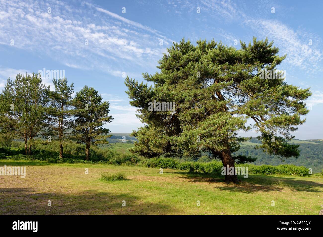 Scots Pine Trees - Pinus sylvestris, at Webber's Post, Exmoor, Somerset ...