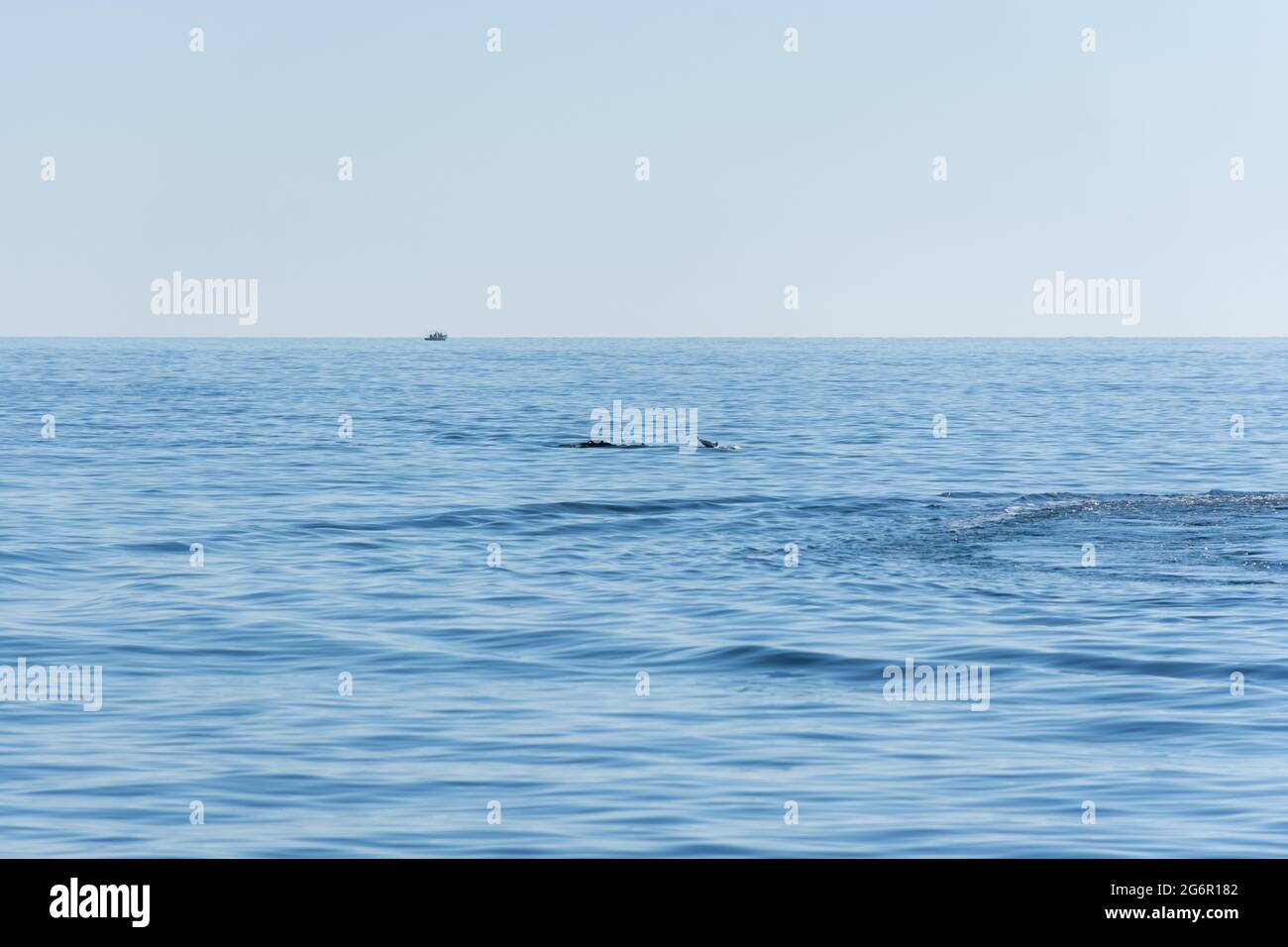 Friendly sea animals hi-res stock photography and images - Alamy