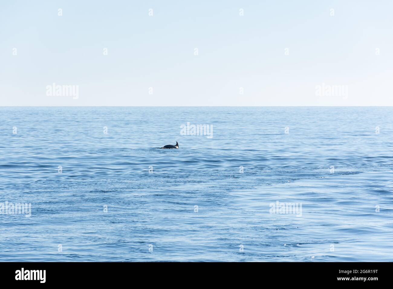 Blue dolphin hi-res stock photography and images - Alamy