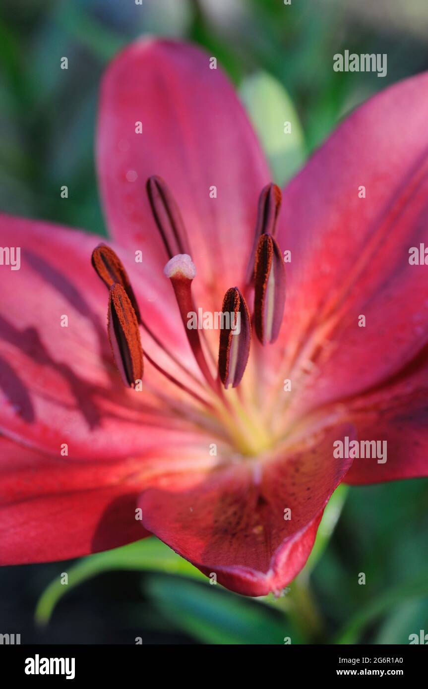 Tiger lily in summer closeup. Shallow depth of field Stock Photo - Alamy