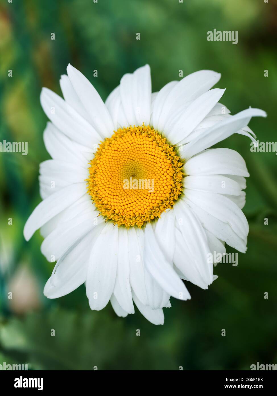 Chamomile flower, close-up. Chamomile or camomile is the common name ...