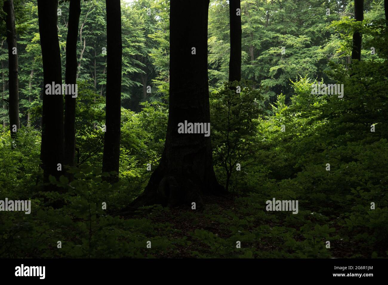 Trees silhouettes in a green forest, beautiful healthy relaxing scenery ...