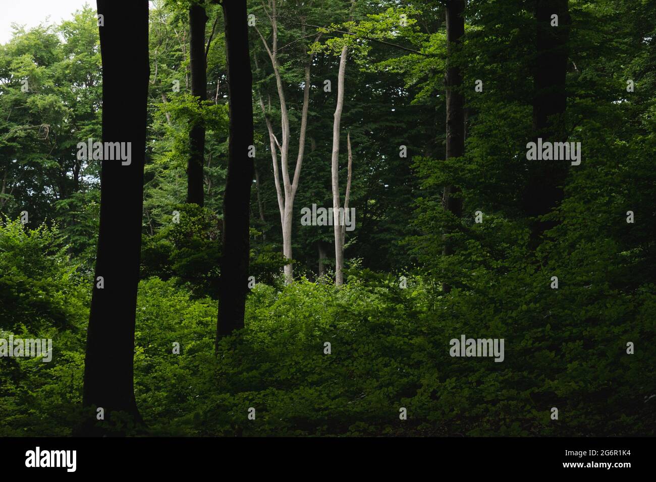 Trees silhouettes in a green forest, beautiful healthy relaxing scenery ...