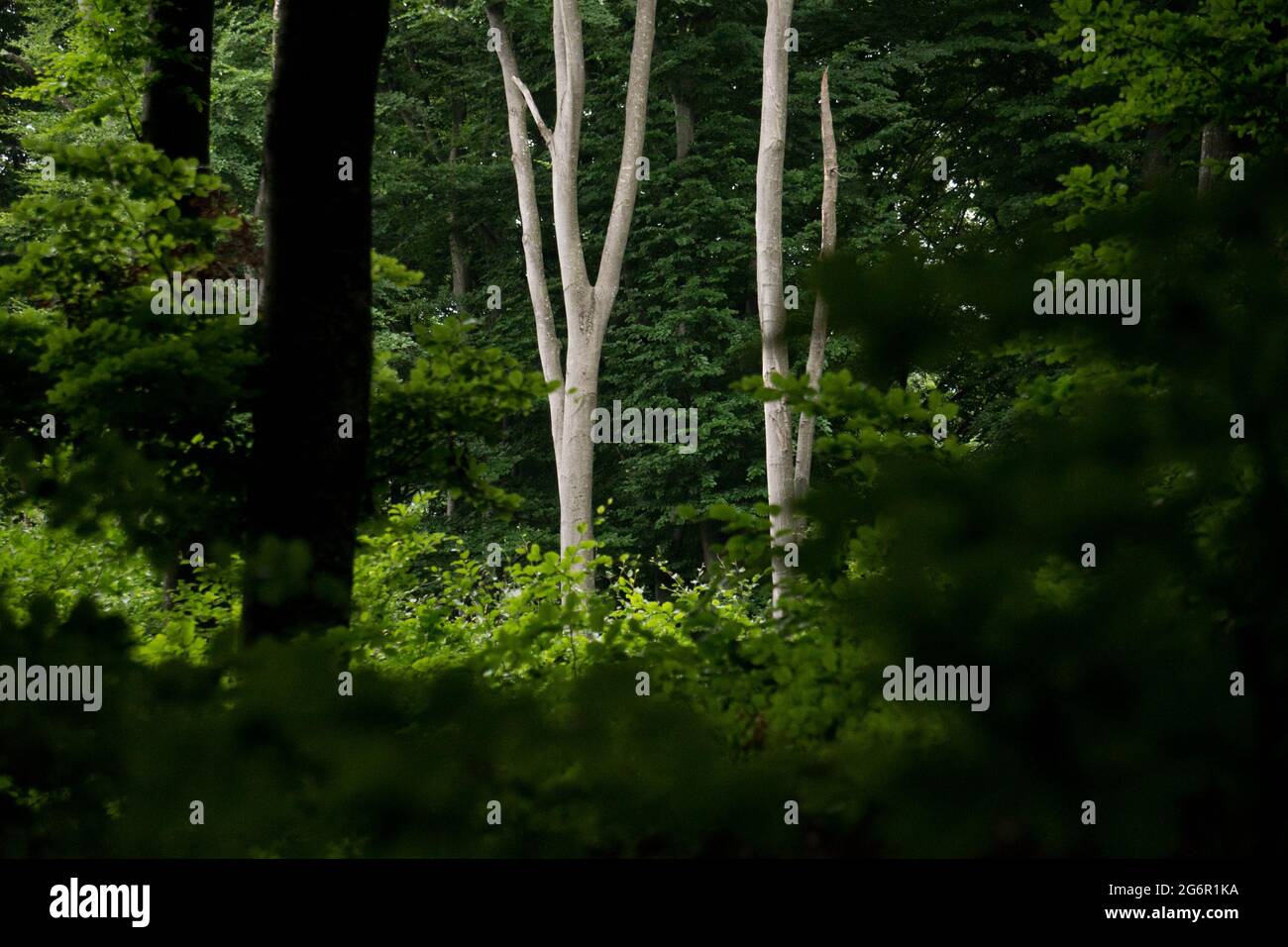 Trees silhouettes in a green forest, beautiful healthy relaxing scenery ...
