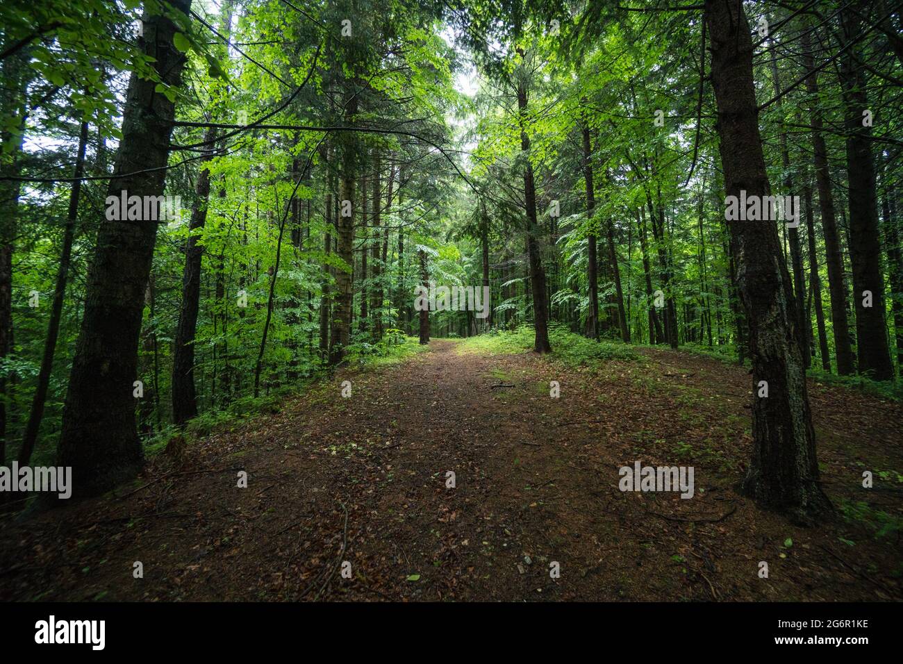 Forest path in a green vibrant environment from a beautiful natural ...