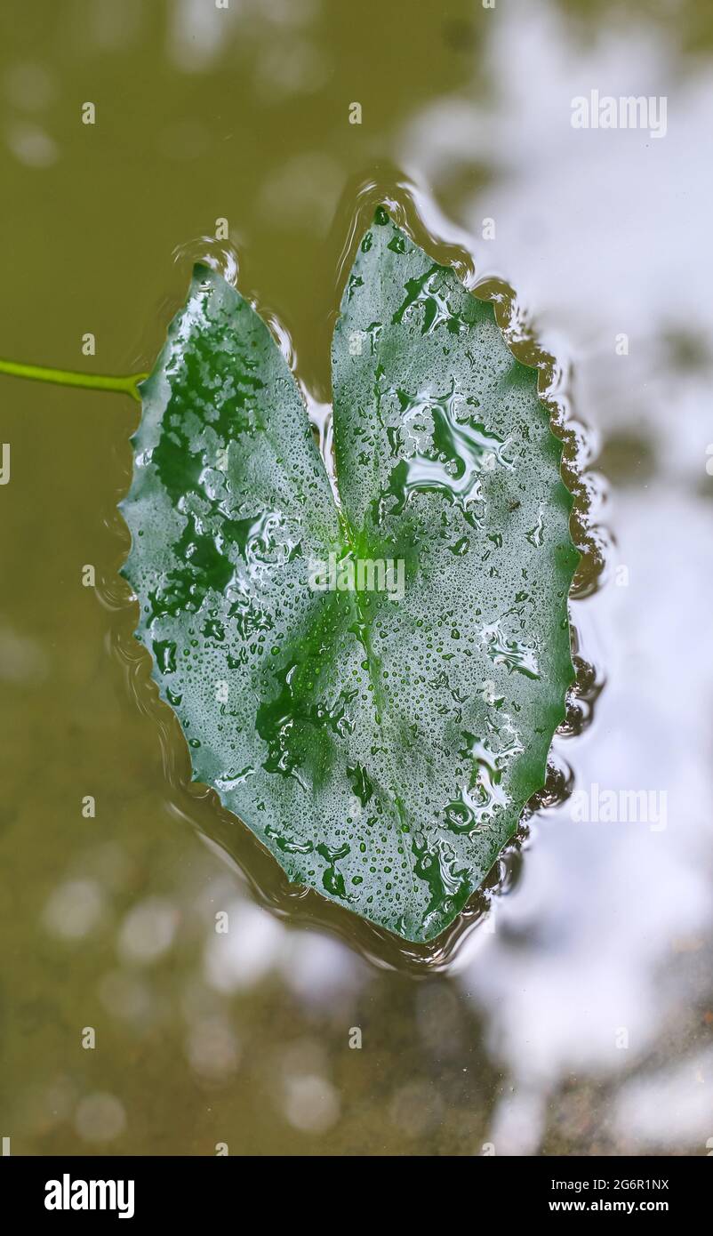 Leaf on the water. Green leaf over the water for wallpaper. Leaves on ...