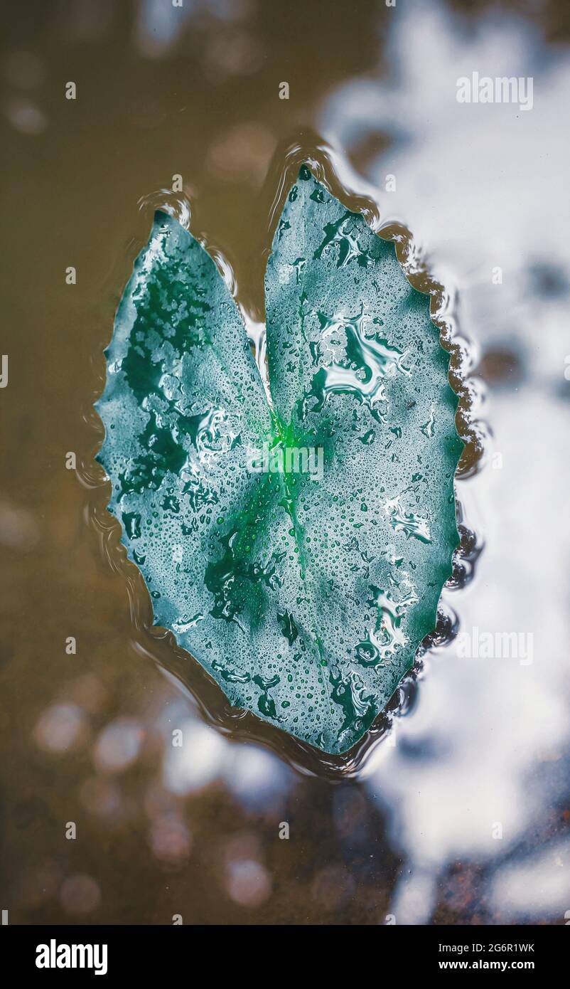 Leaf on the water. Green leaf over the water for wallpaper. Leaves on ...