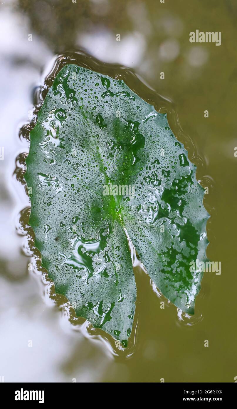 Leaf on the water. Green leaf over the water for wallpaper. Leaves on ...