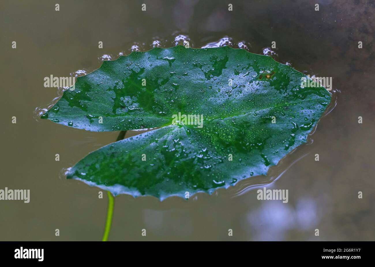 Leaf on the water. Green leaf over the water for wallpaper. Leaves on ...