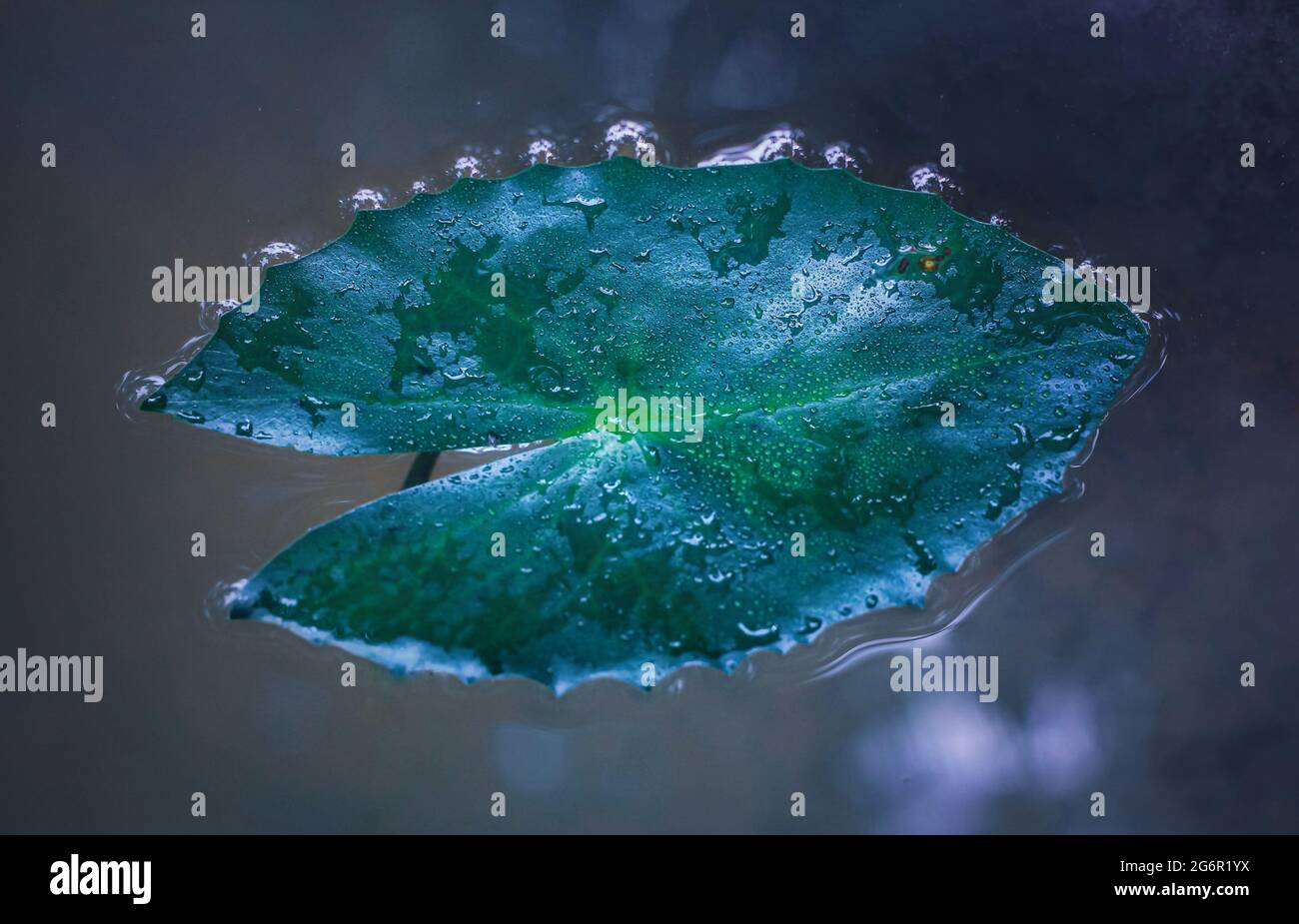 Leaf on the water. Green leaf over the water for wallpaper. Leaves on ...