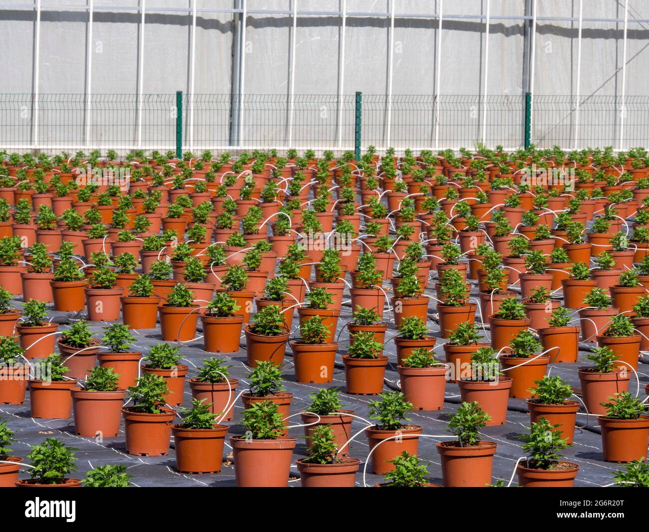 Drip irrigation plant pots hi-res stock photography and images - Alamy