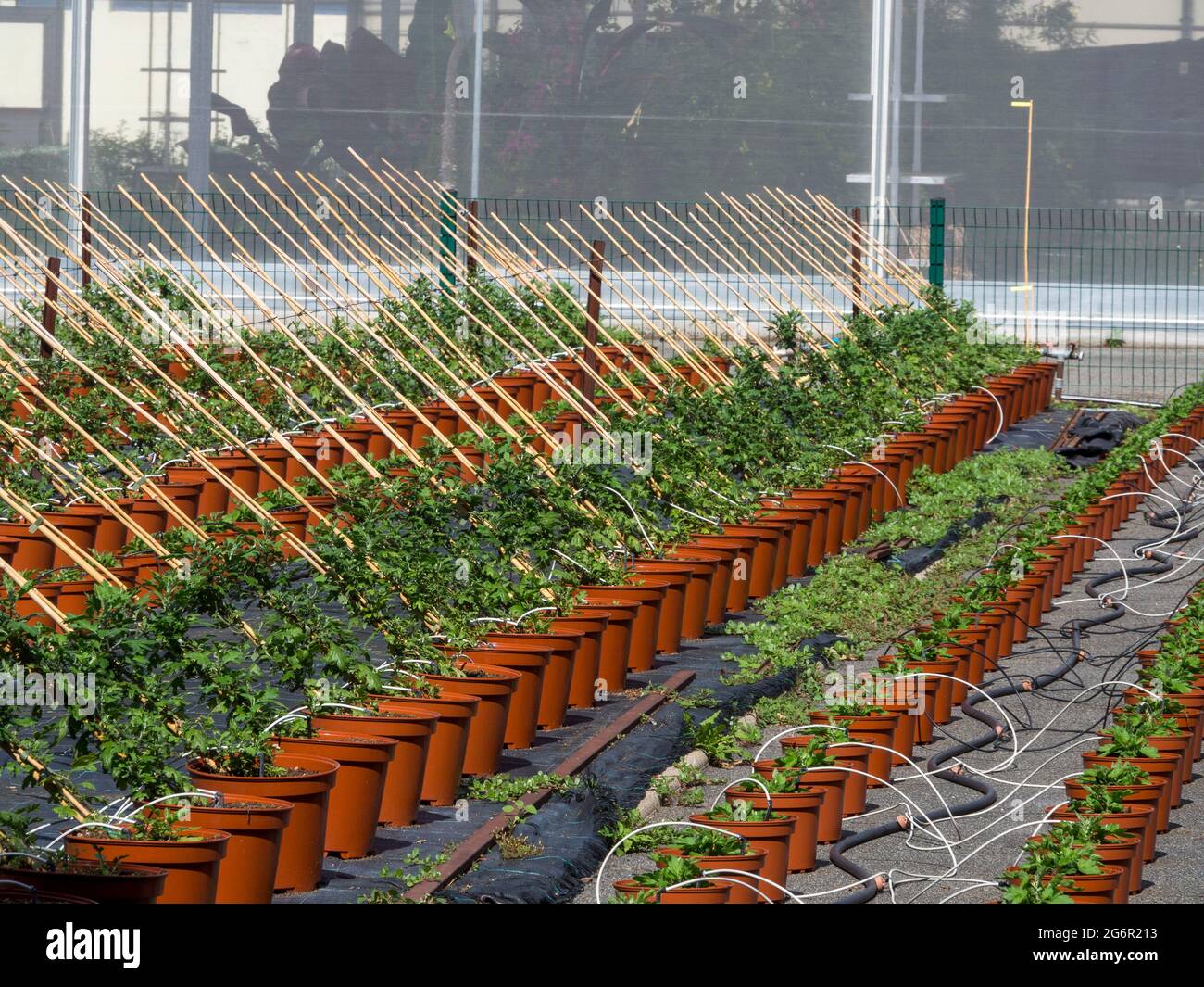 Drip irrigation plant pots hi-res stock photography and images - Alamy