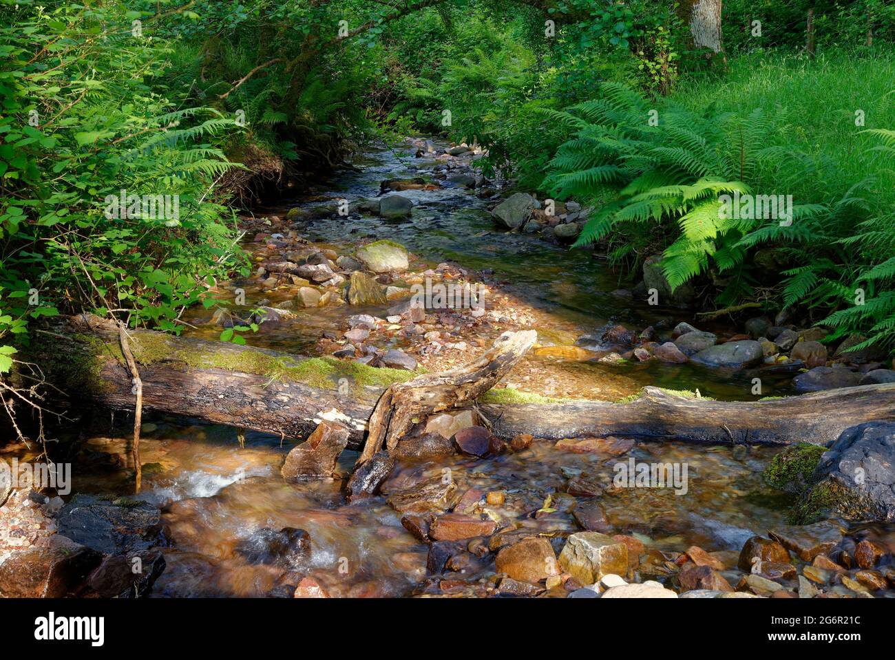Evening sun on fallen tree in River Avill, Mansley Combe, below Dunkery ...