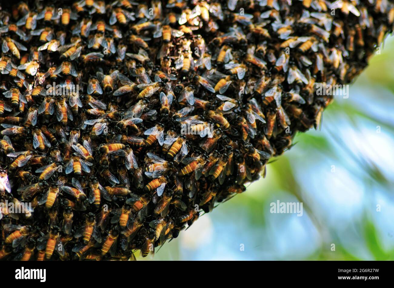 Selective focus. Close up of bees. Swarm of bees, their thousands, and ...