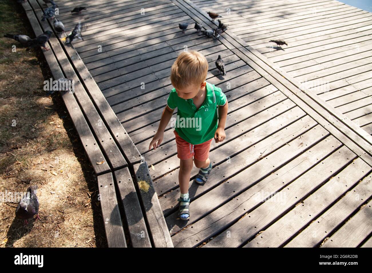 Little kid feeding pigeons on street in summer day in park Stock Photo ...