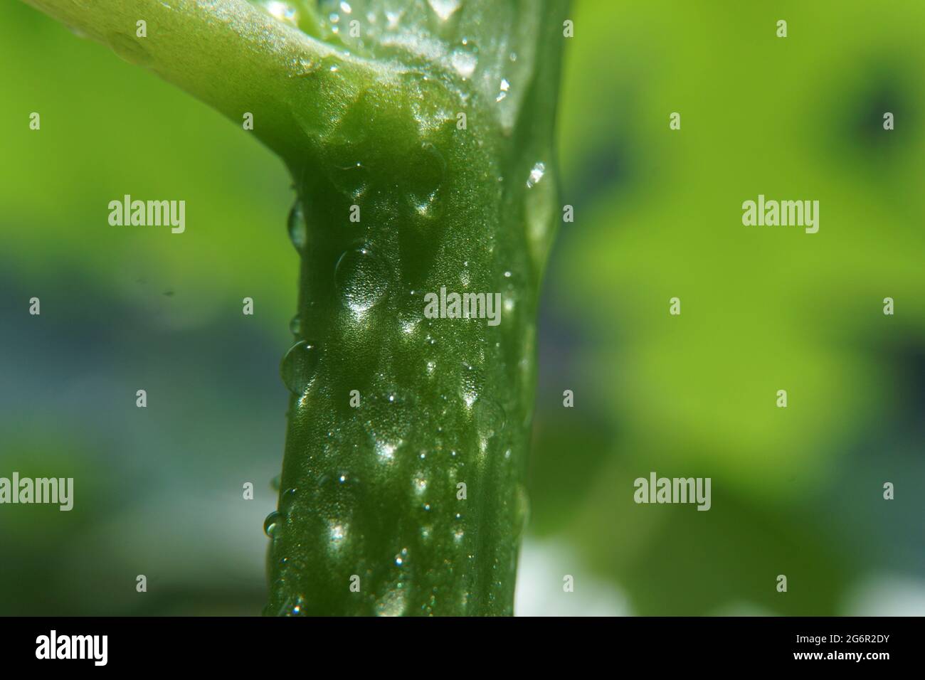 A close-up macro picture of a stem with water droplets Stock Photo - Alamy