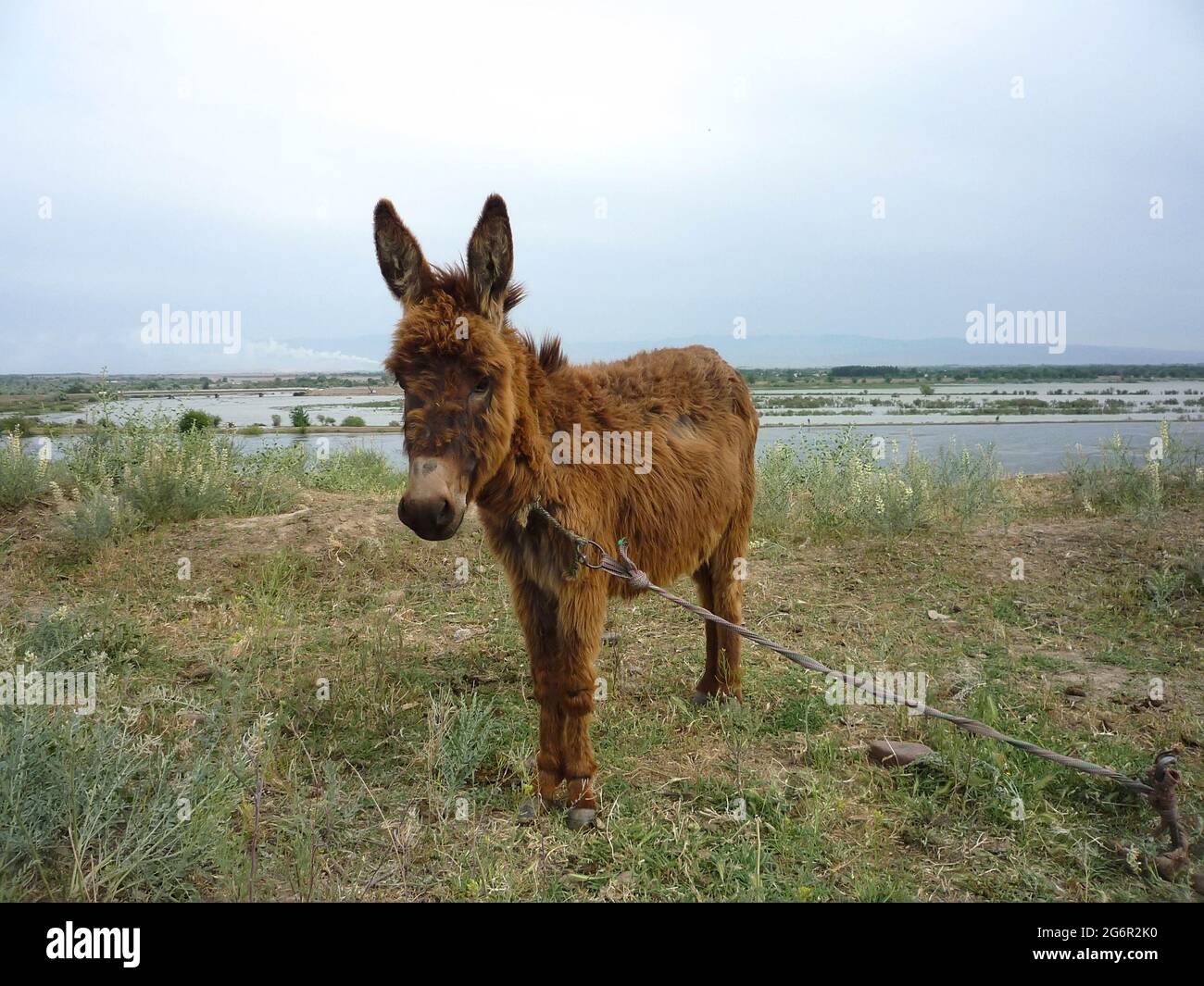 Donkey water animal farm hi-res stock photography and images - Alamy