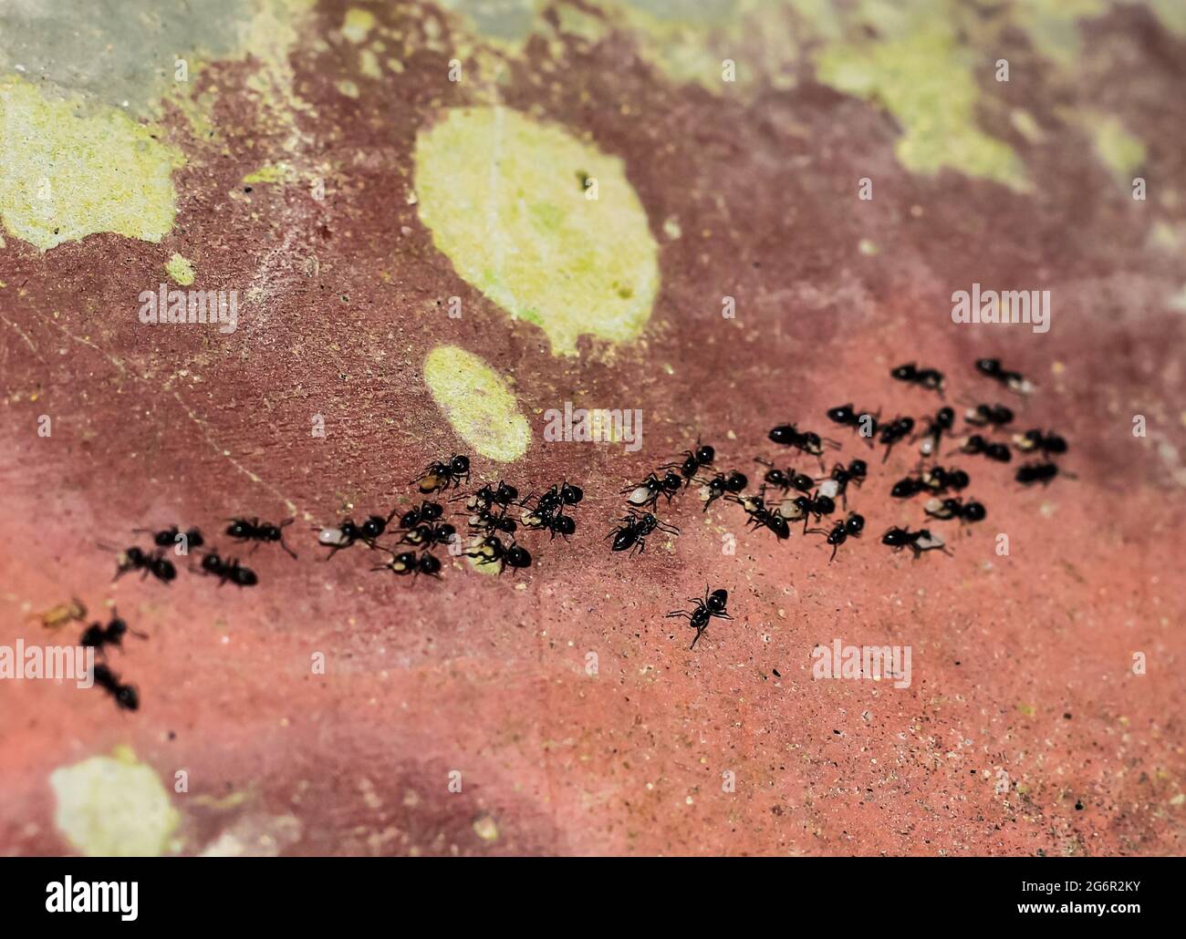 Food ant colonies hi-res stock photography and images - Alamy
