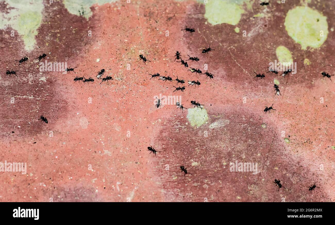 Black garden ant activity. Also known as the common black ant. These ...