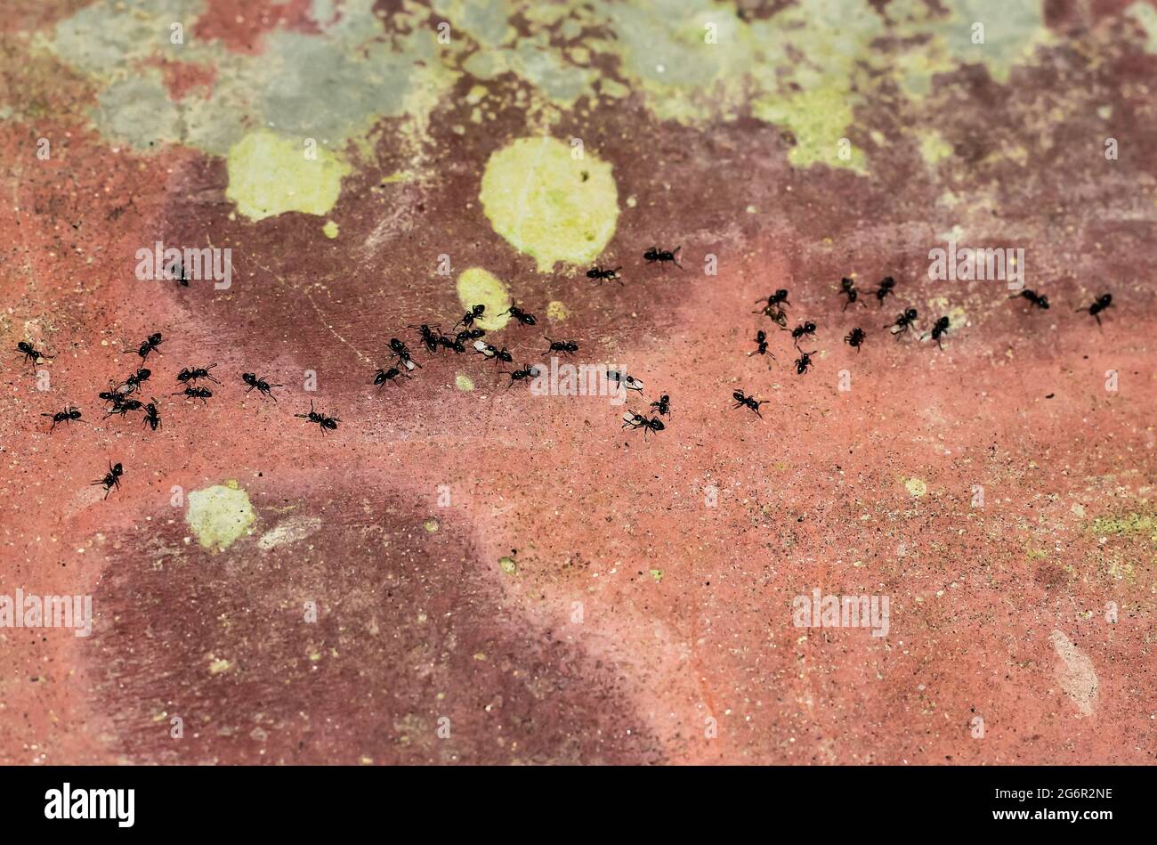 Black garden ant activity. Also known as the common black ant. These ...