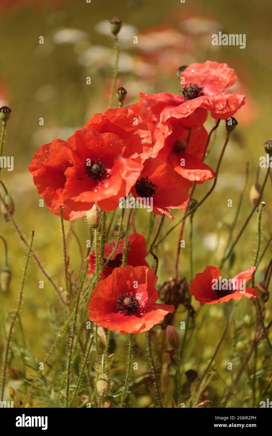 Poppys and Poppyfields Stock Photo - Alamy