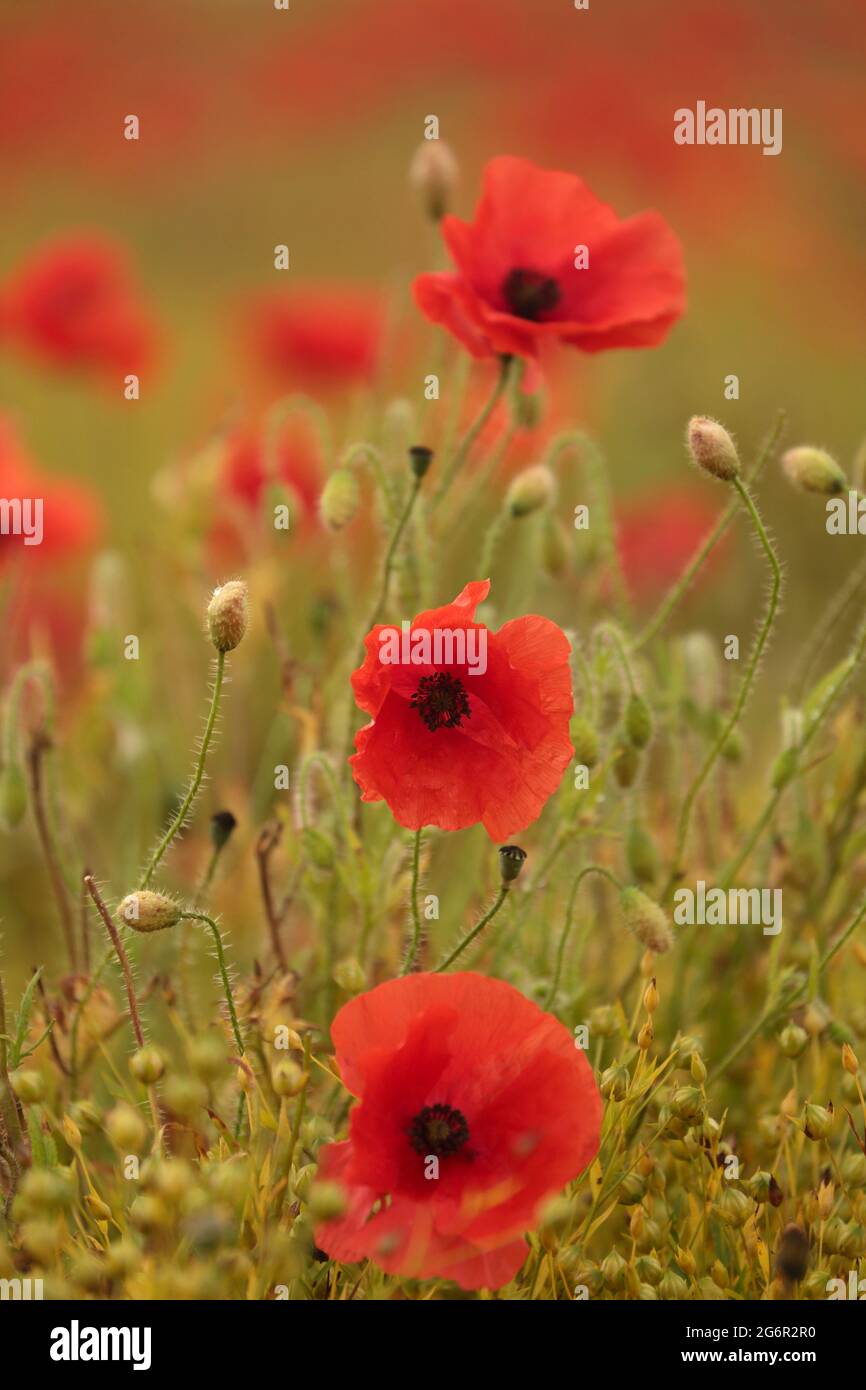Poppys and Poppyfields Stock Photo - Alamy