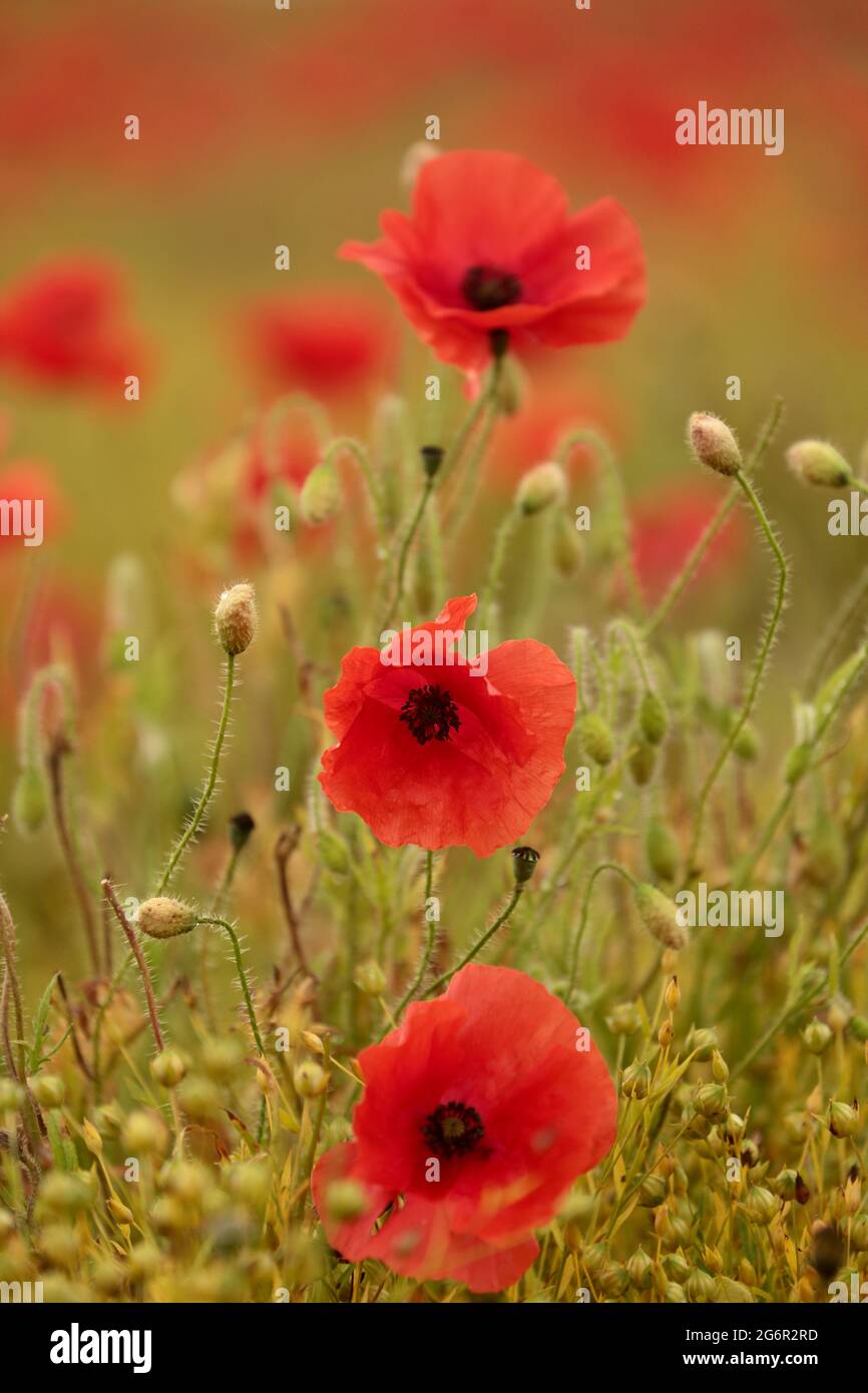 Cotswold poppys hi-res stock photography and images - Alamy