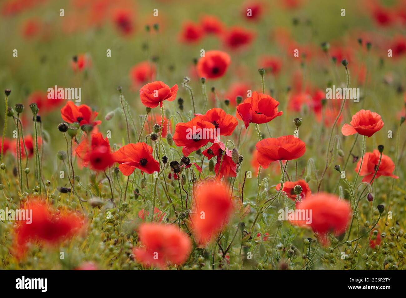 Poppys and Poppyfields Stock Photo - Alamy