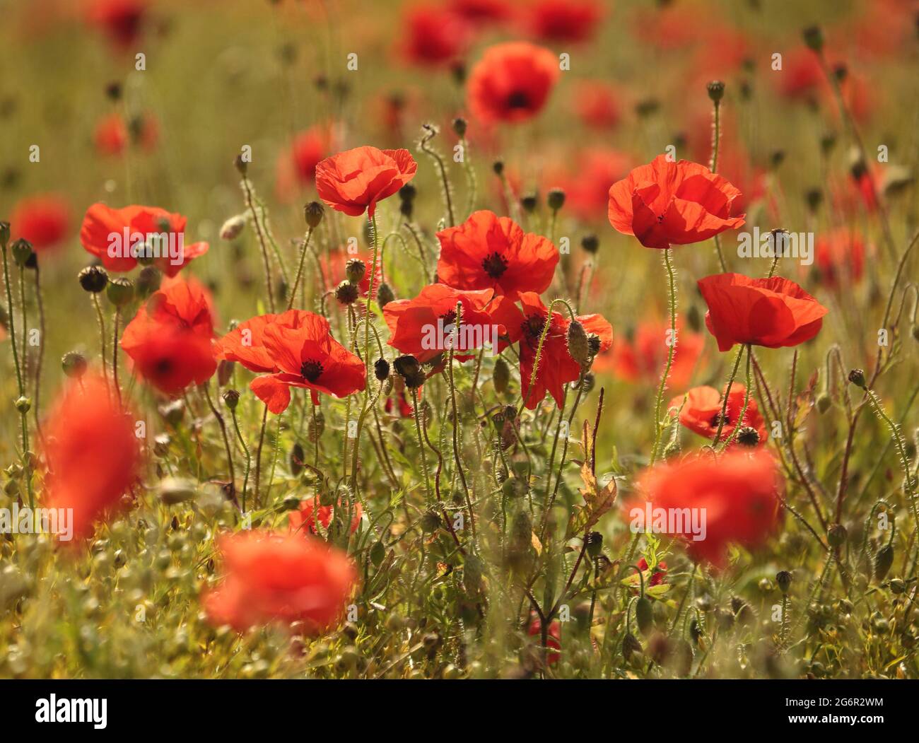 Poppys and Poppyfields Stock Photo - Alamy