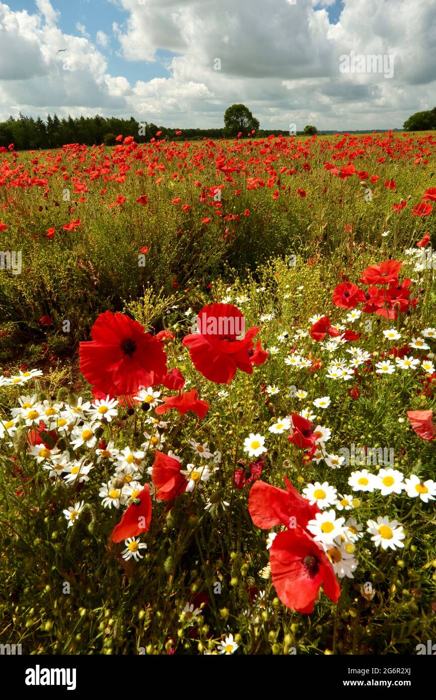 Poppys and Poppyfields Stock Photo - Alamy