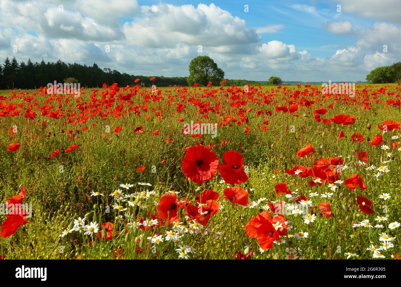 Poppys and Poppyfields Stock Photo - Alamy