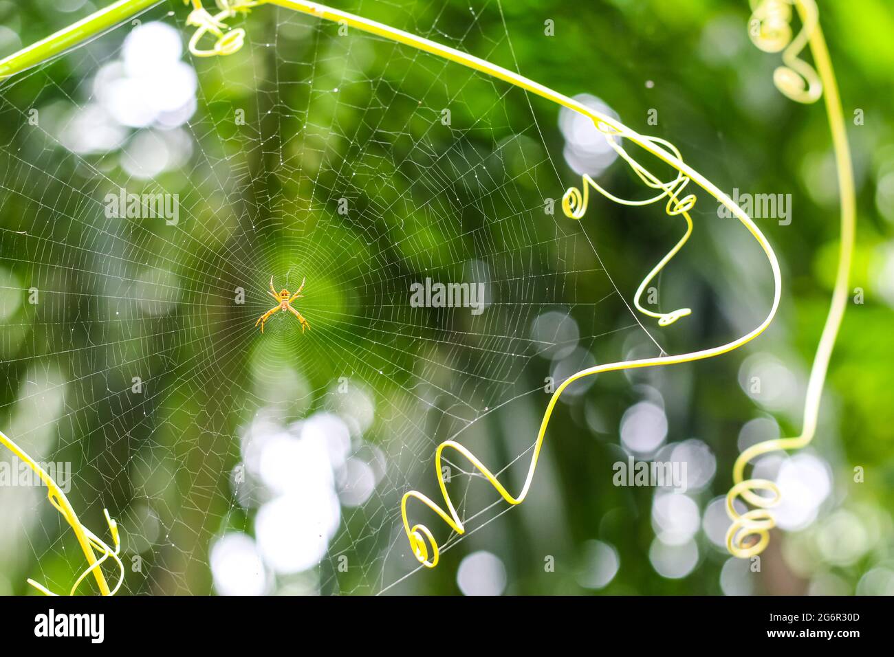 Spiders making a web hi-res stock photography and images - Alamy