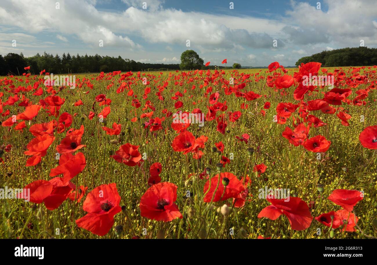 Poppys and Poppyfields Stock Photo - Alamy