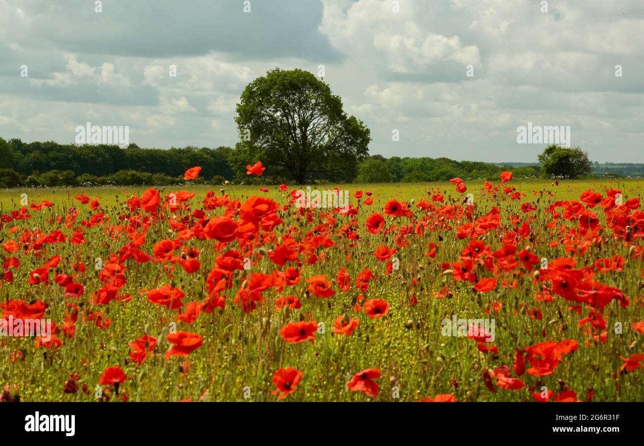 Poppys and Poppyfields Stock Photo - Alamy