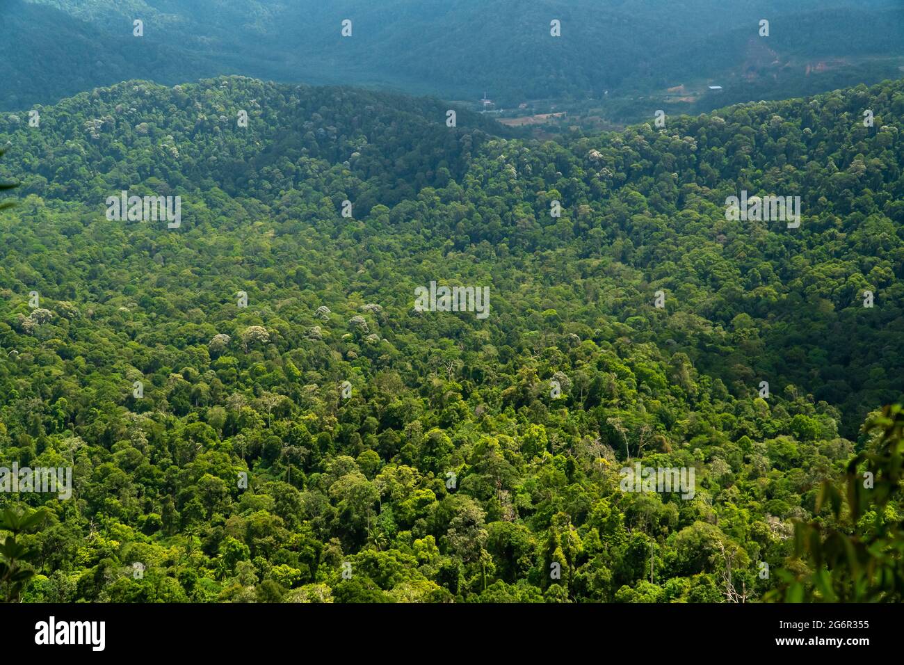 Aerial top view forest tree, Rainforest ecosystem and healthy ...