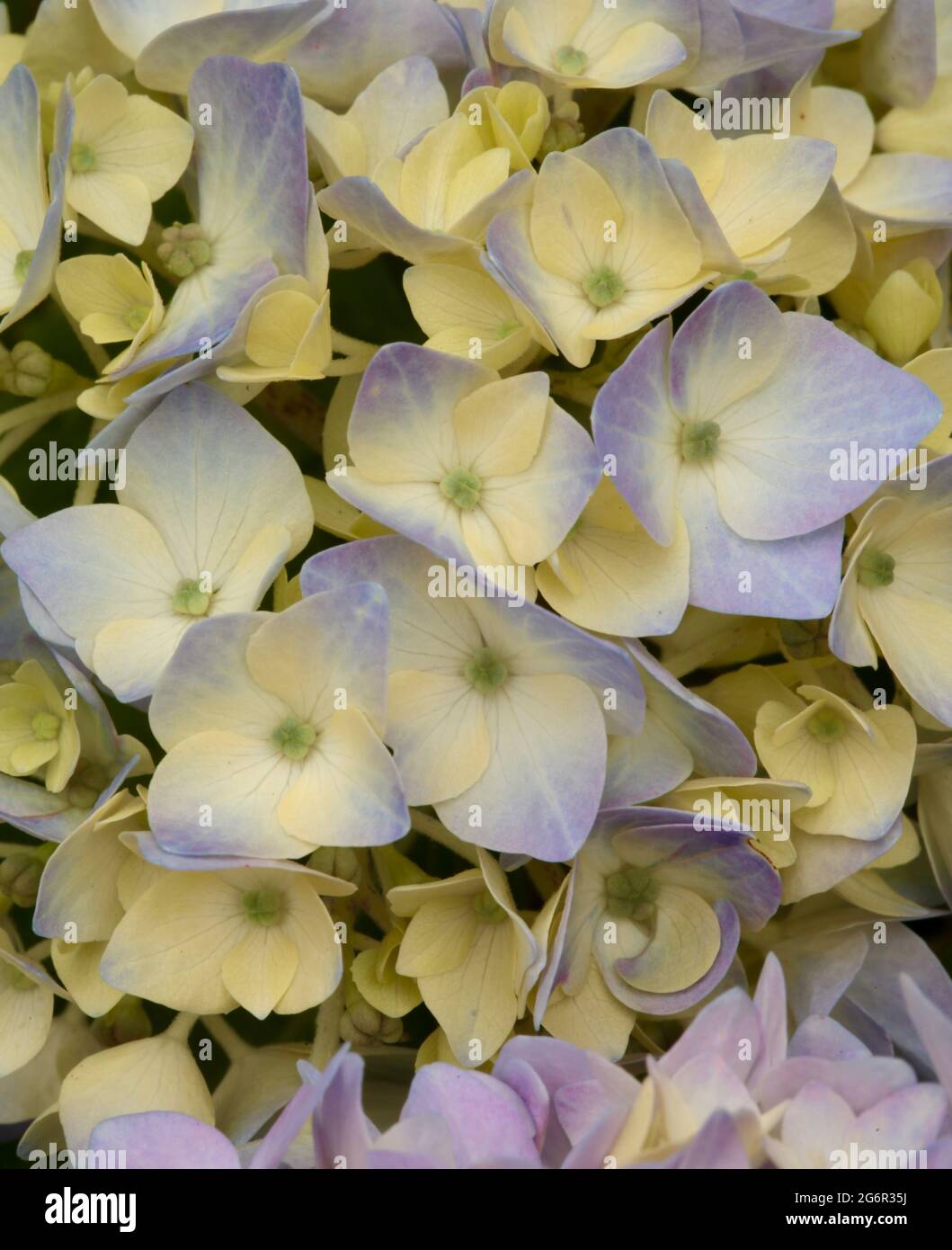Hydranger petals hi-res stock photography and images - Alamy