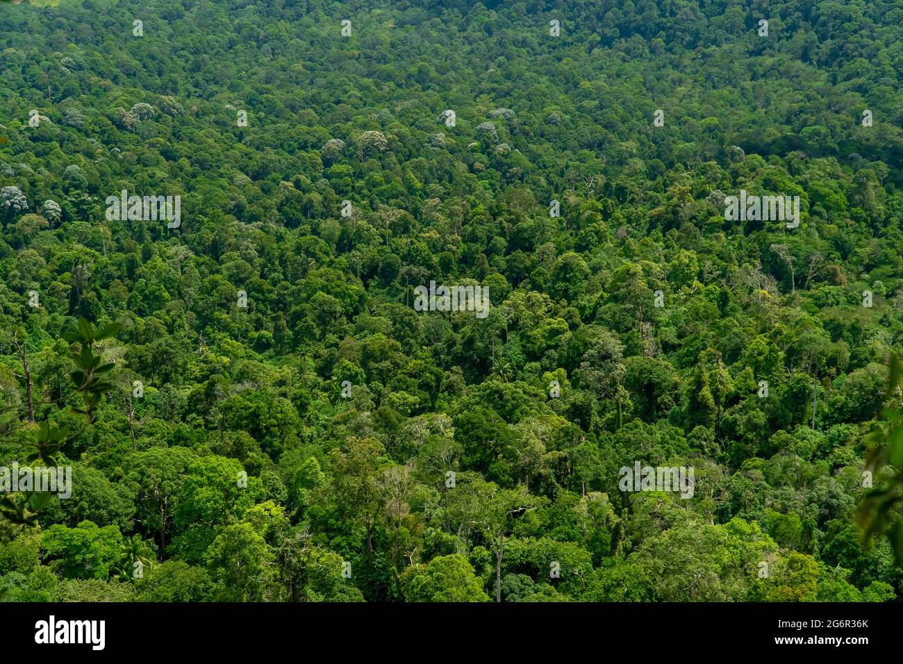 Aerial top view forest tree, Rainforest ecosystem and healthy ...