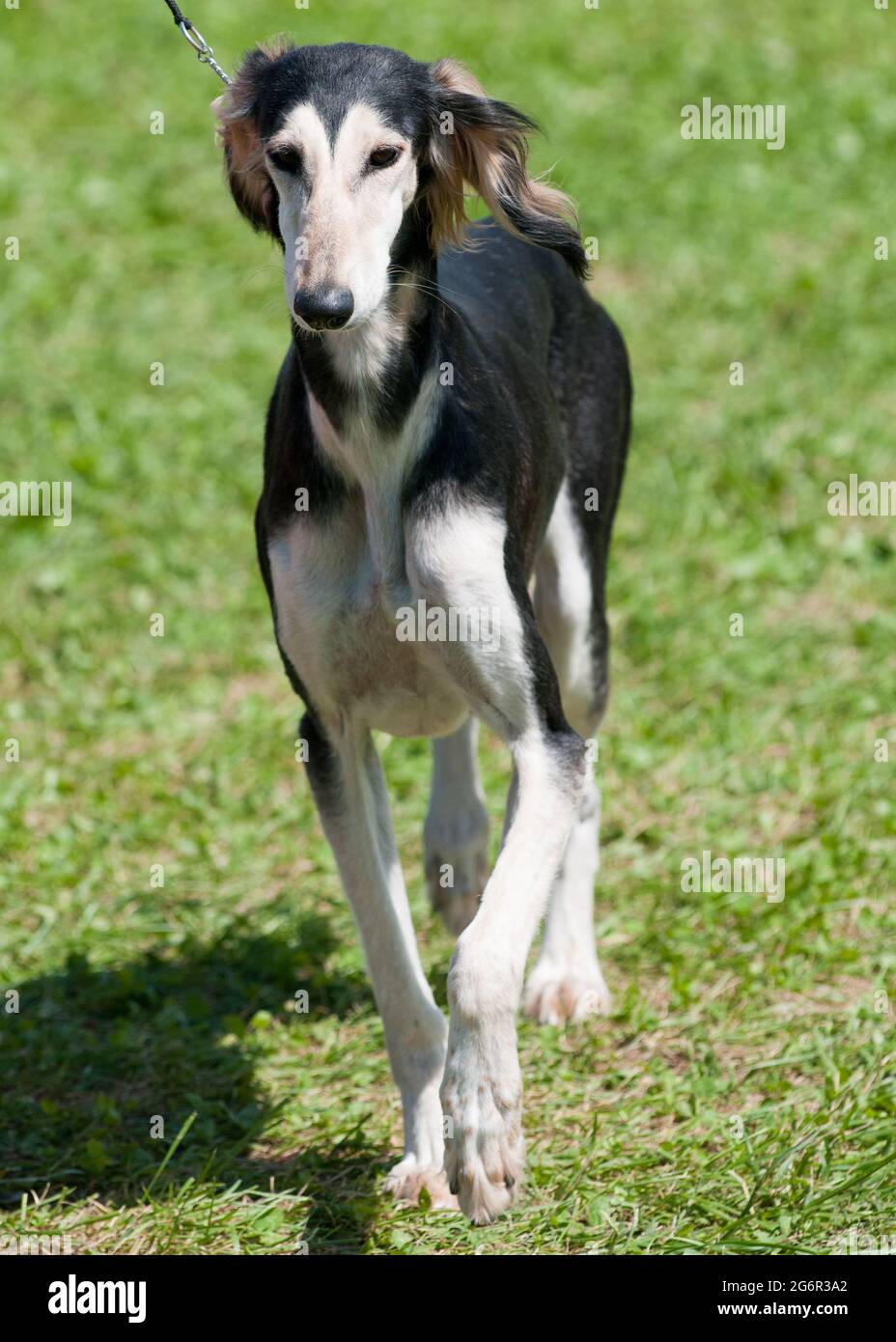 Saluki at a dog show in New York Stock Photo - Alamy